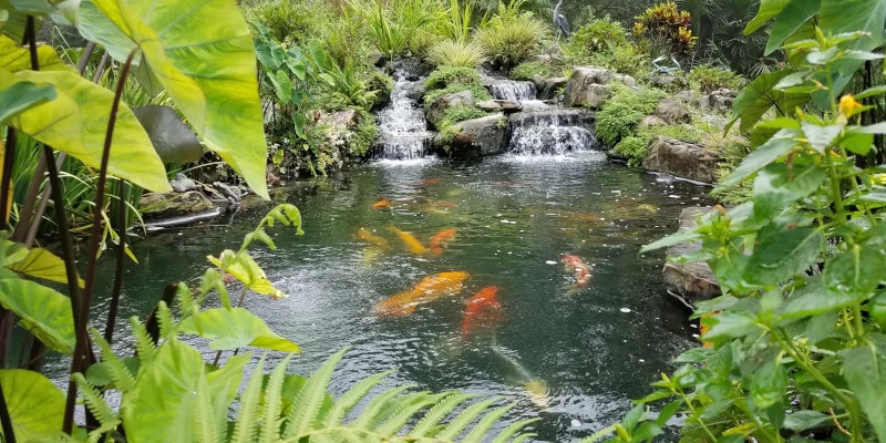 easy fish ponds
