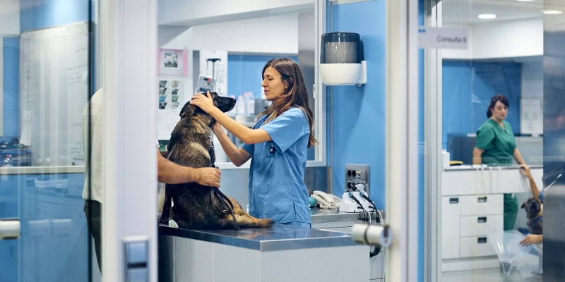 Animals Veterinary Clinic