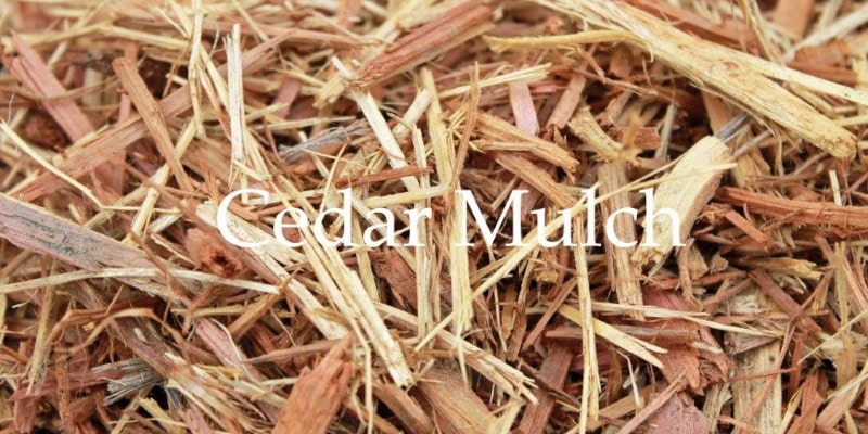 cedar straw mulch