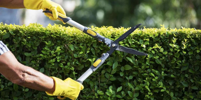 shrub clipping