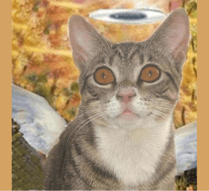 copper coloured iris cat