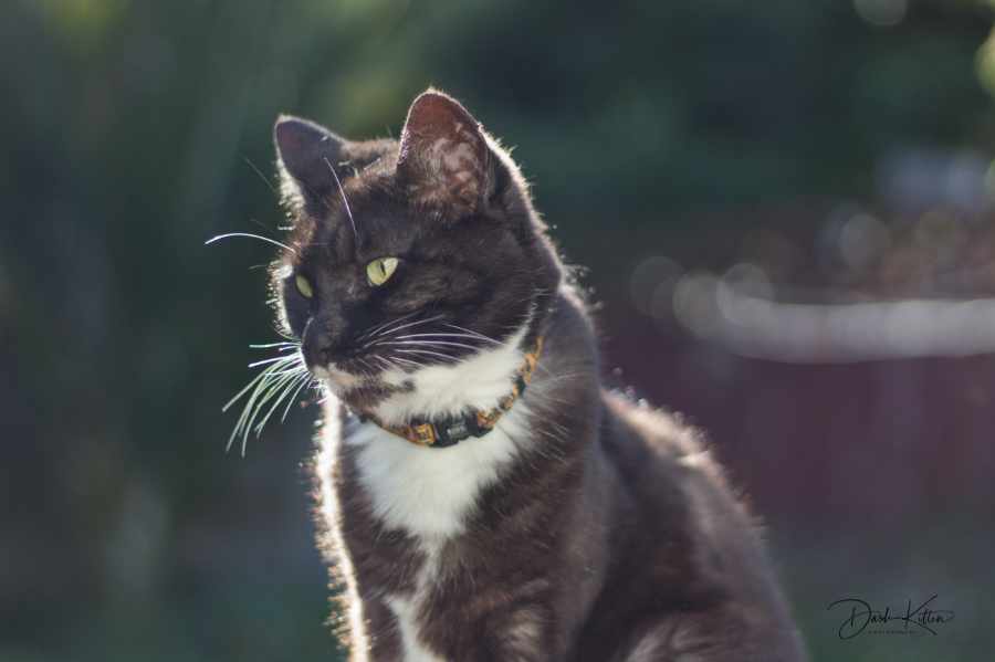 cat looking behind itself