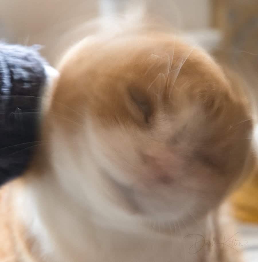 cat looking down at camera