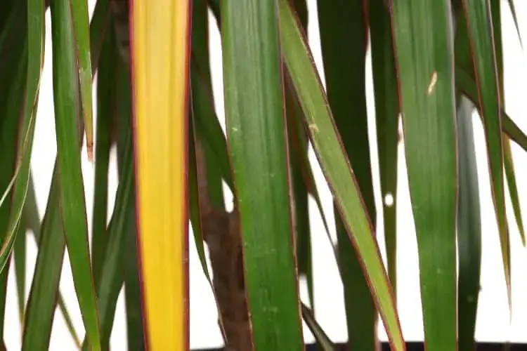 Why Dragon Tree Leaves Turn Yellow: A Closer Look Garden, 45% OFF