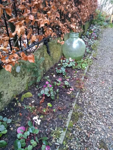 winter border plants uk