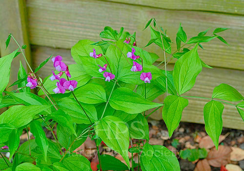 lathyrus vernus