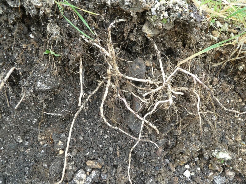 bindweed roots