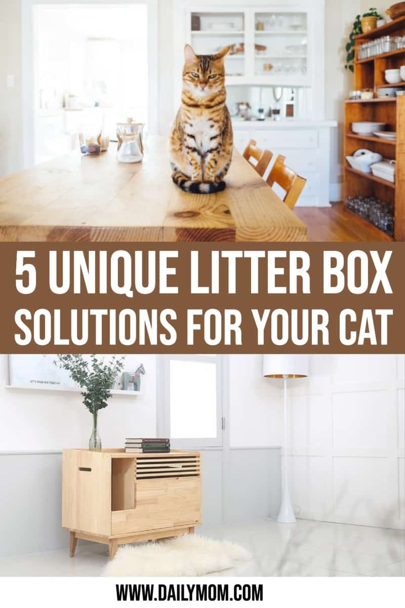 creative litter box solutions