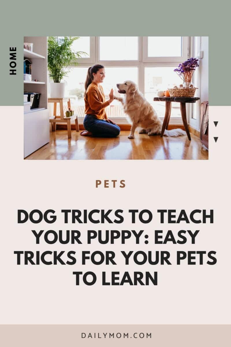 Dog Tricks For Beginners