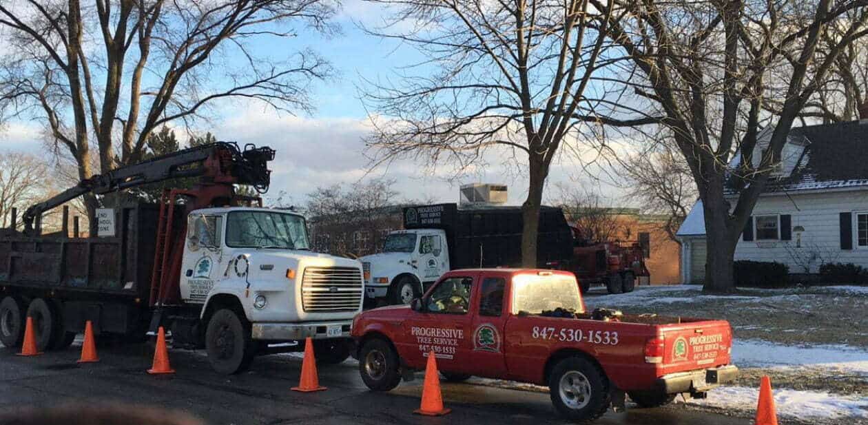 Professional Tree Planting By Local Tree Experts