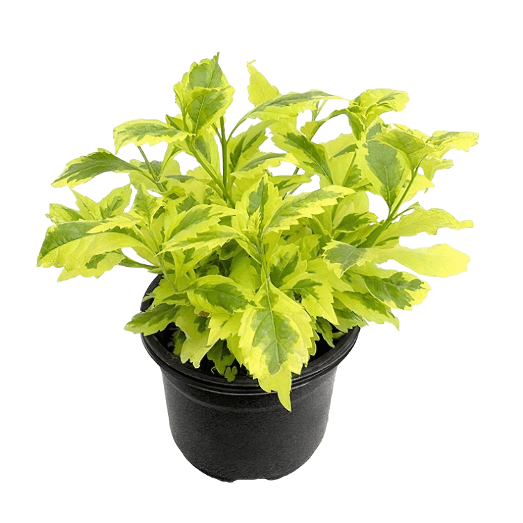 Planta Duranta Golden | Fabrica de materas |GENIOMATERA
