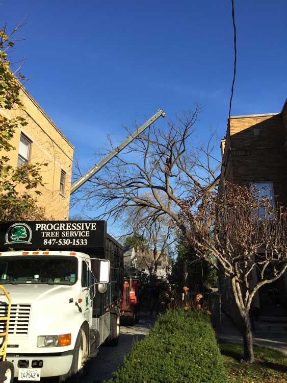 About Progressive Tree Service Chicago & Evanston