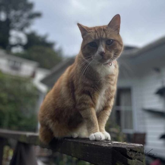 A Snapseed Ginger Transformation – Dash Kitten