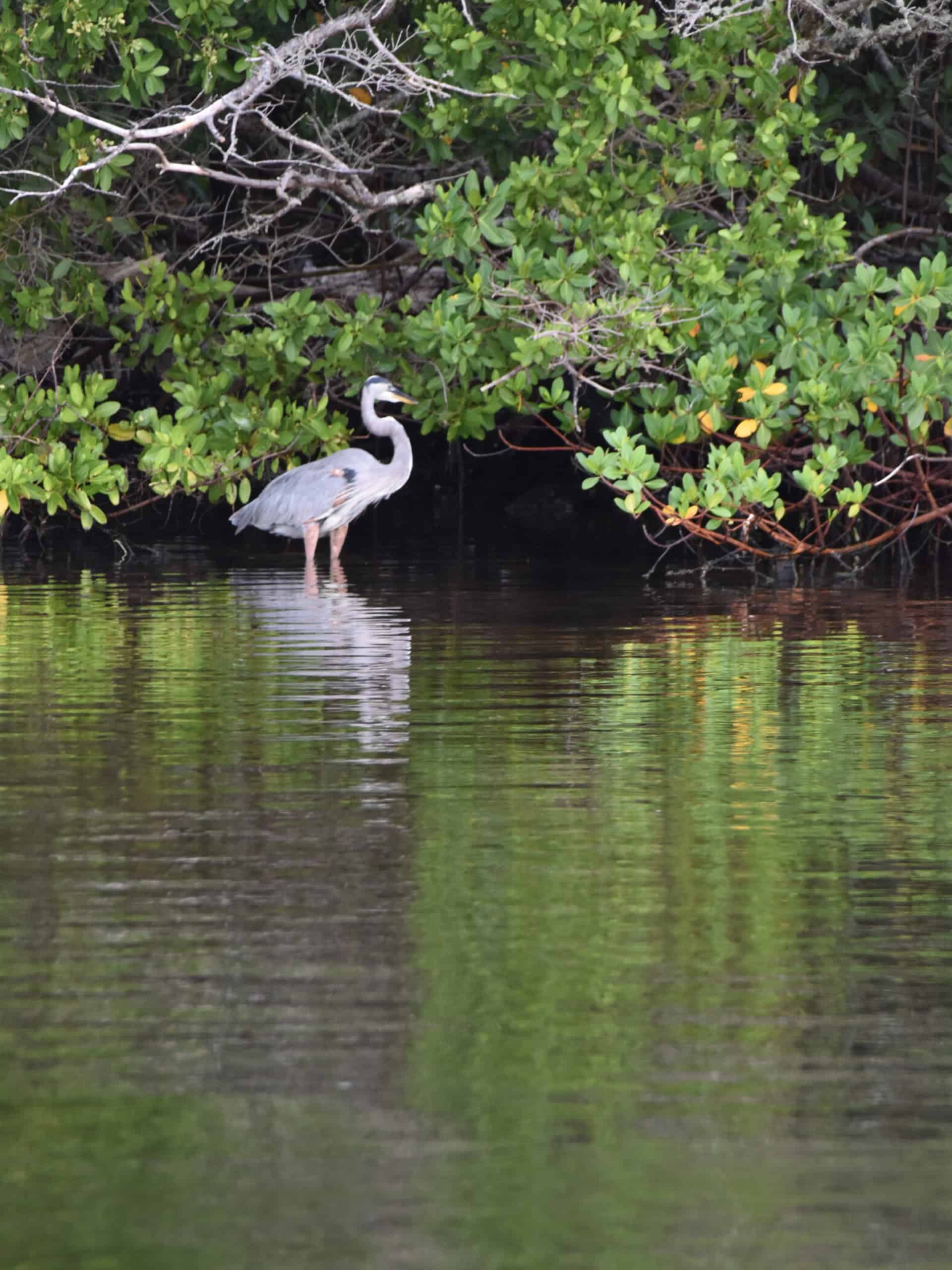 Dolphin and Nature Cruise - Four Keys Charters