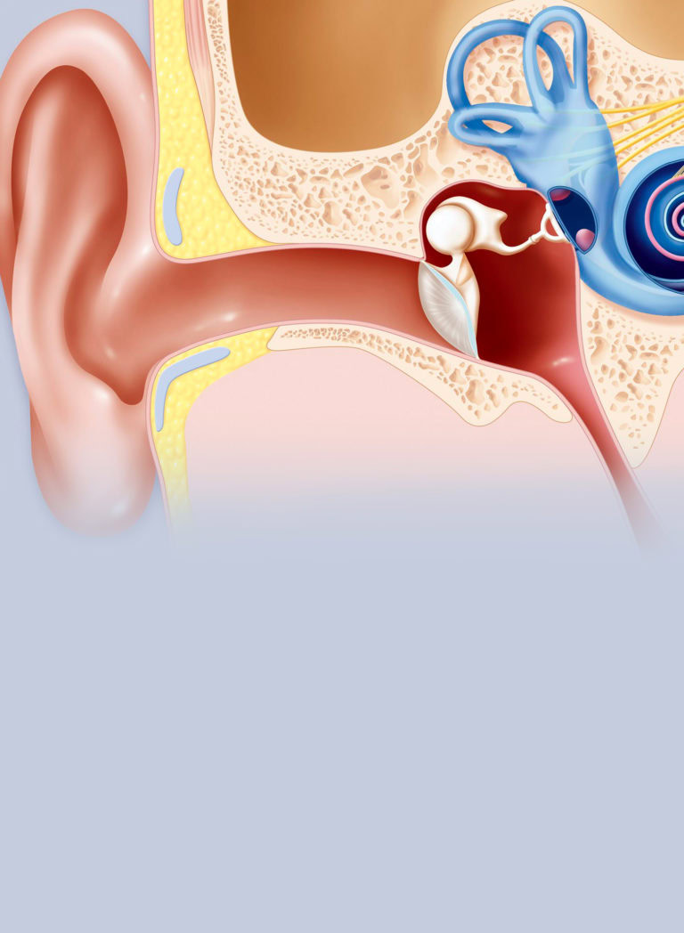 How Hearing Works - Apex Hearing