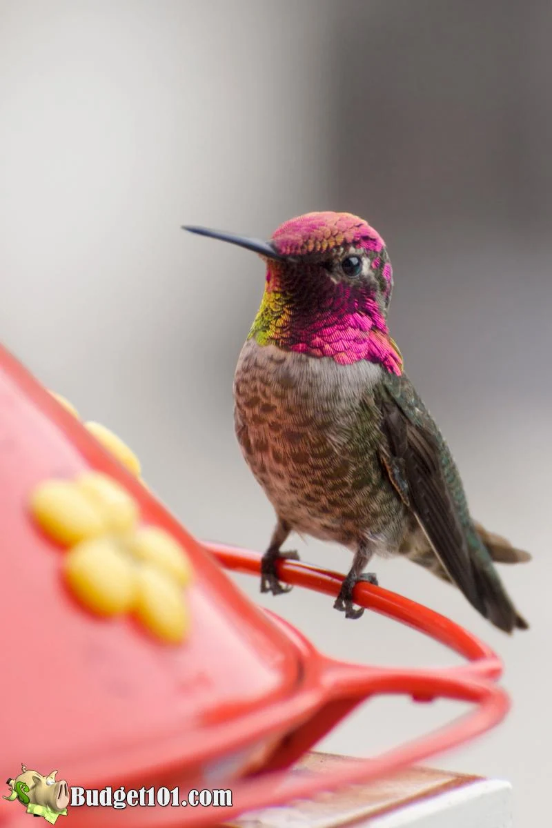 State-by-State Guide to Hummingbird Arrivals - by Budget101