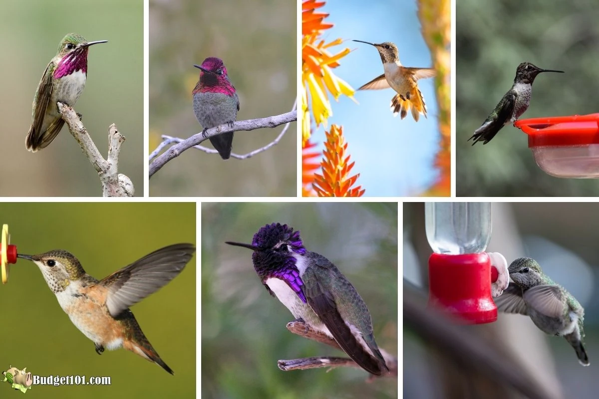 State-by-State Guide to Hummingbird Arrivals - by Budget101