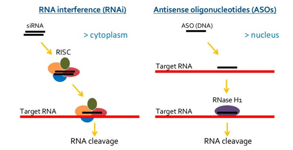 3 Takeaways from the FDA Oligo Guidance You Need to Know | Certara