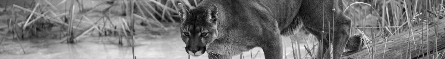 Tribal Membership ID cards expiring soon - Biskinik