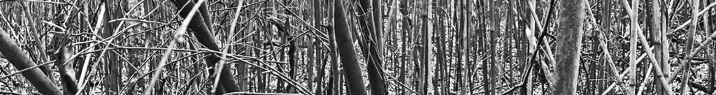 Tribal Membership ID cards expiring soon - Biskinik