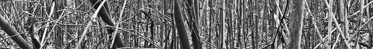 Tribal Membership ID cards expiring soon - Biskinik