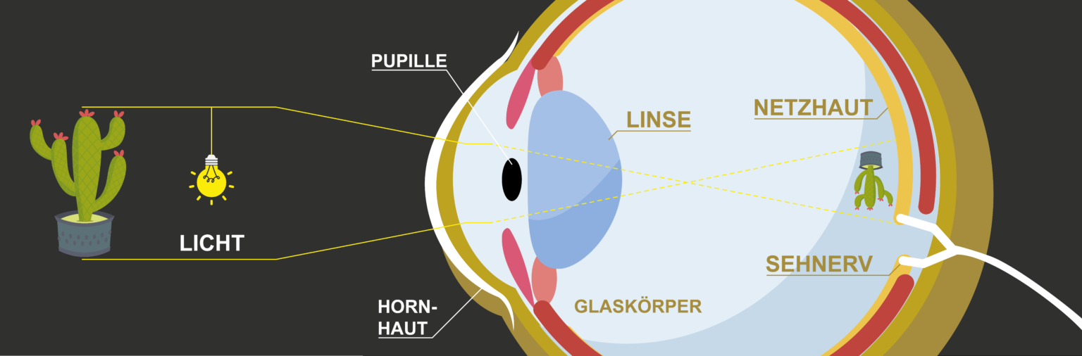 Wie funktioniert das Sehen? - Augenklinik Dr. Hoffmann Wie funktioniert das Sehen? - Augenklinik Dr. Hoffmann