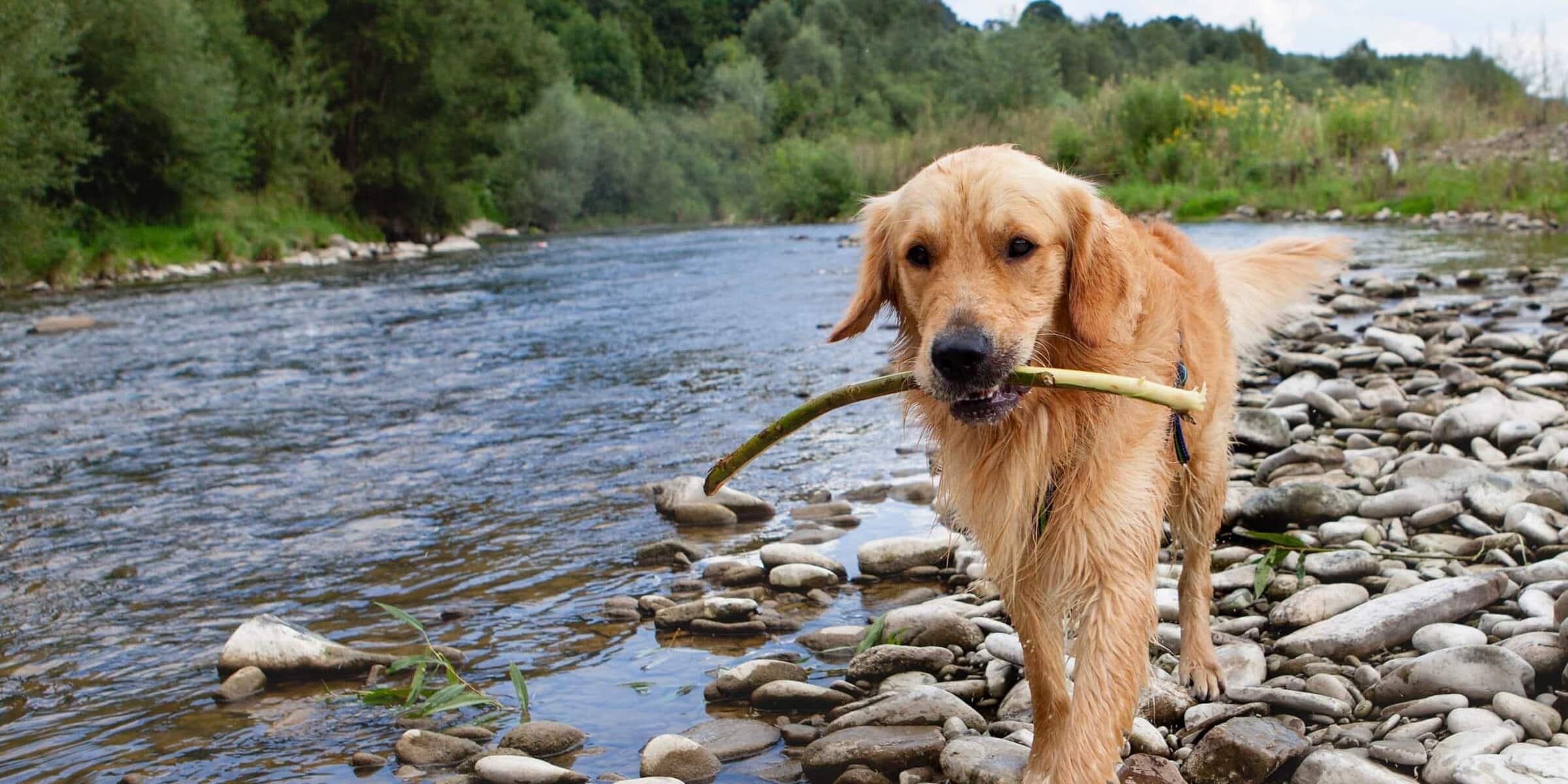 Lakes/rivers are nature’s waterparks. Find dog-friendly ones here.