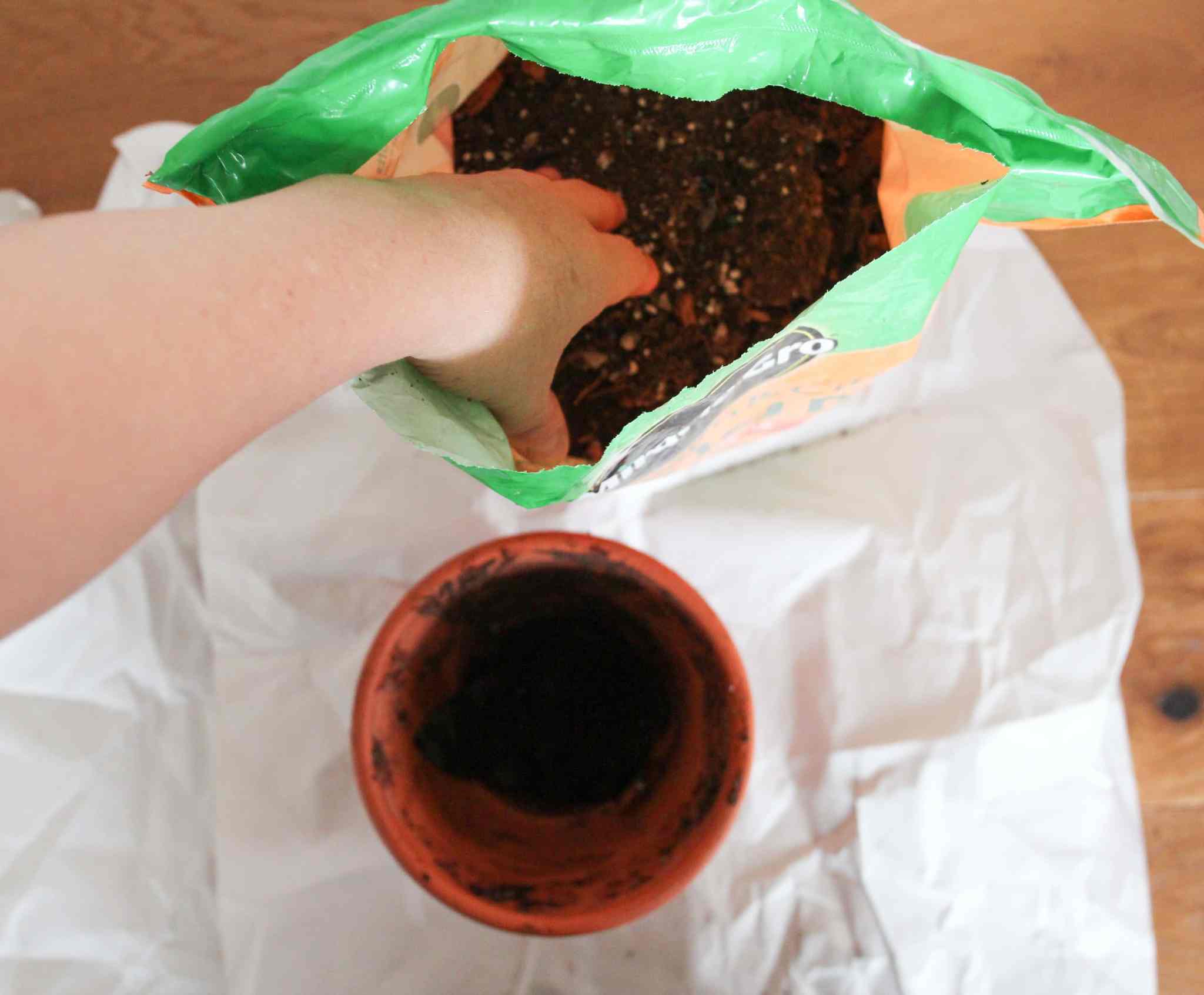 Steps And Tips To Pot A Succulent Plant - This Dear Casa