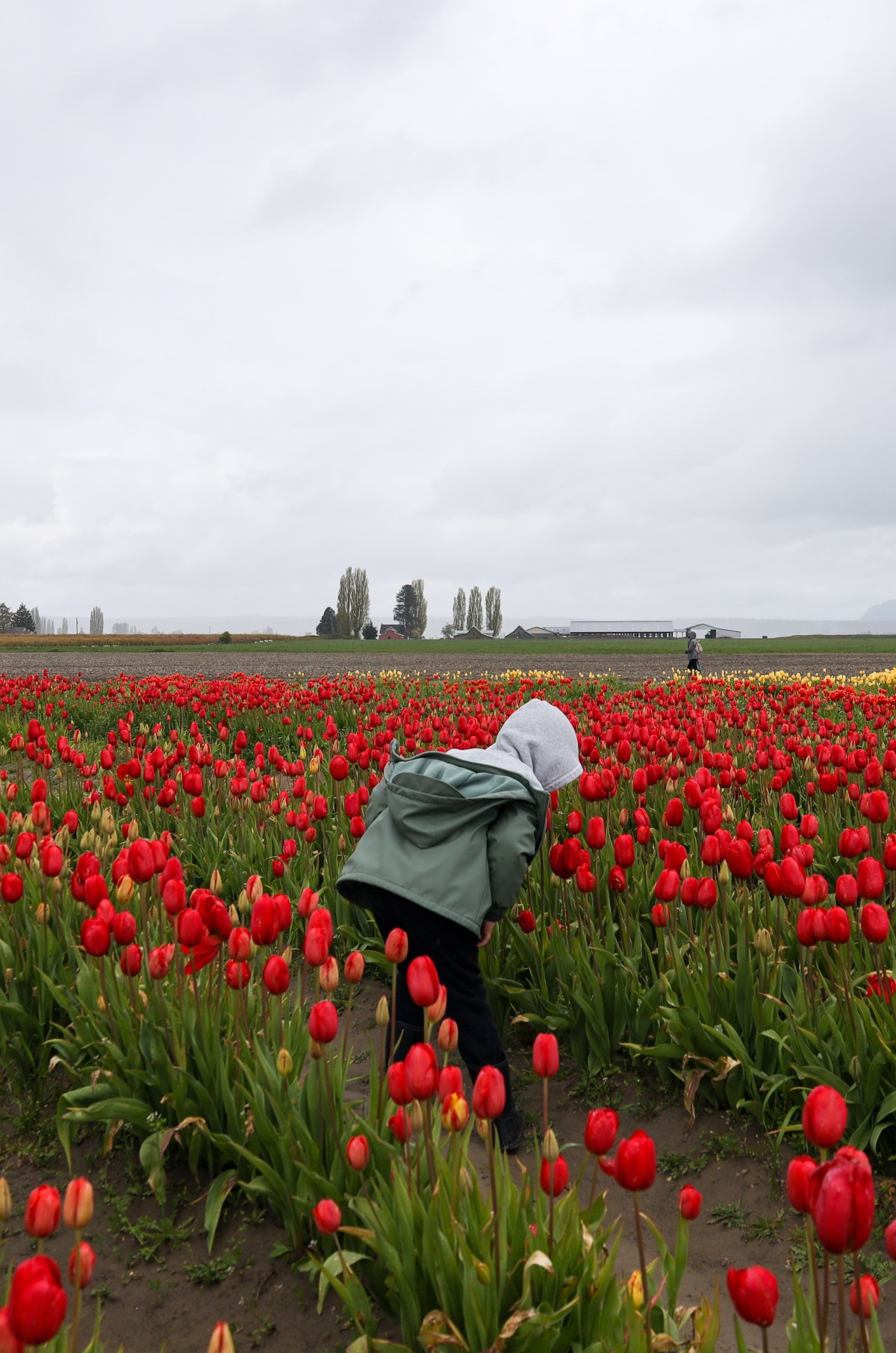 How to Make an Easy Delightful Spring Tulip Flower Arrangement - This ...