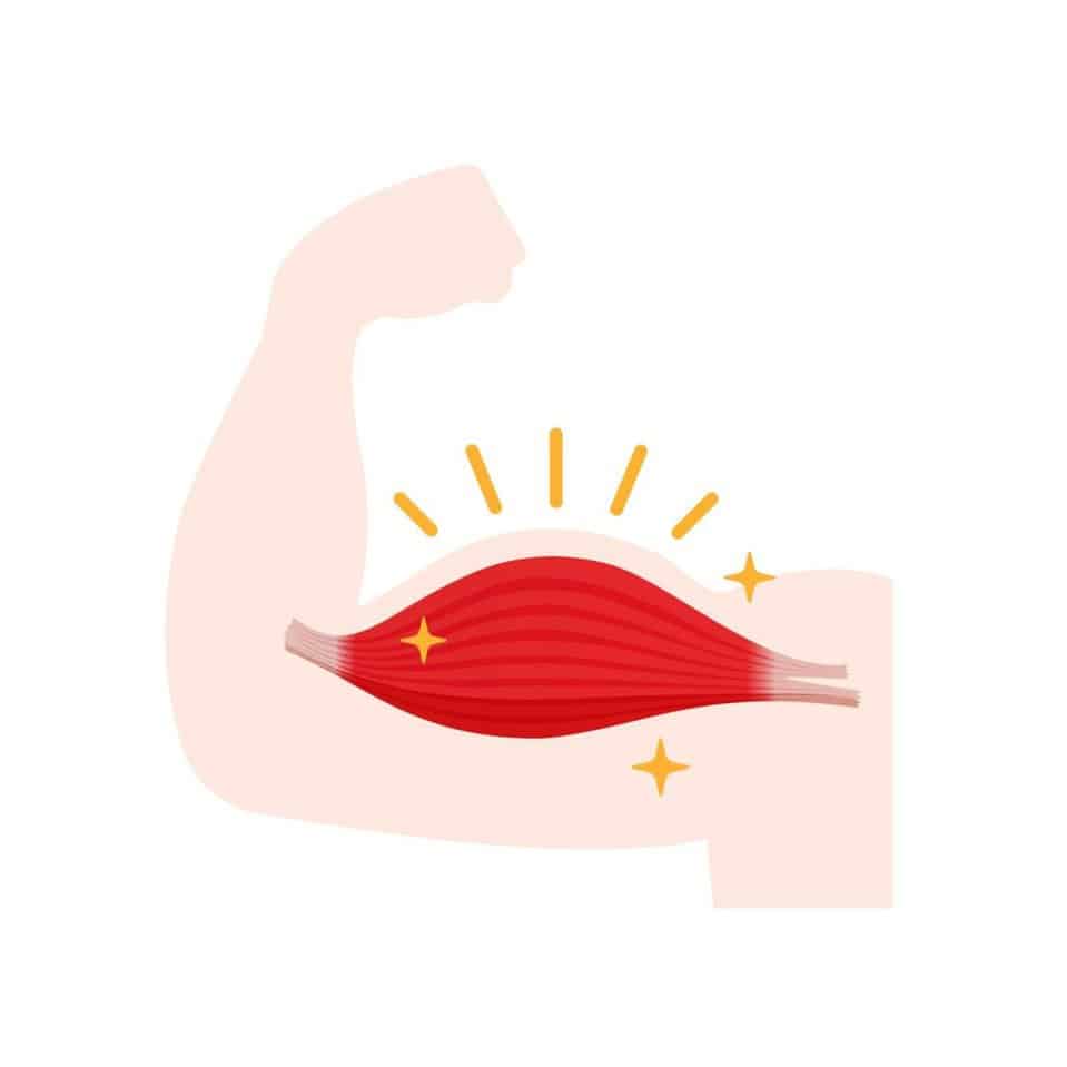 What is Nucleus Overload Training? Does it Work? - Muscle And Recovery