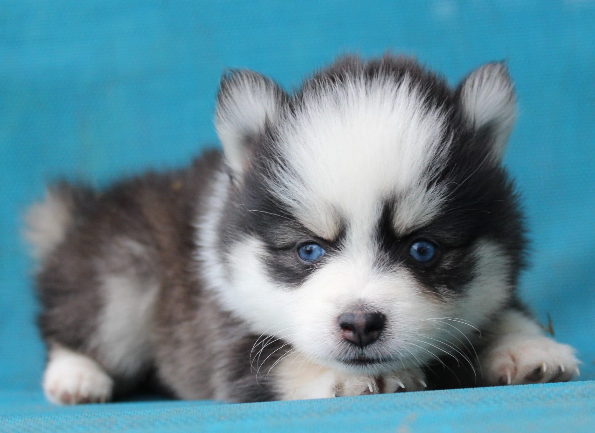 Chiot Pomsky à vendre - Royaume Des Galopins