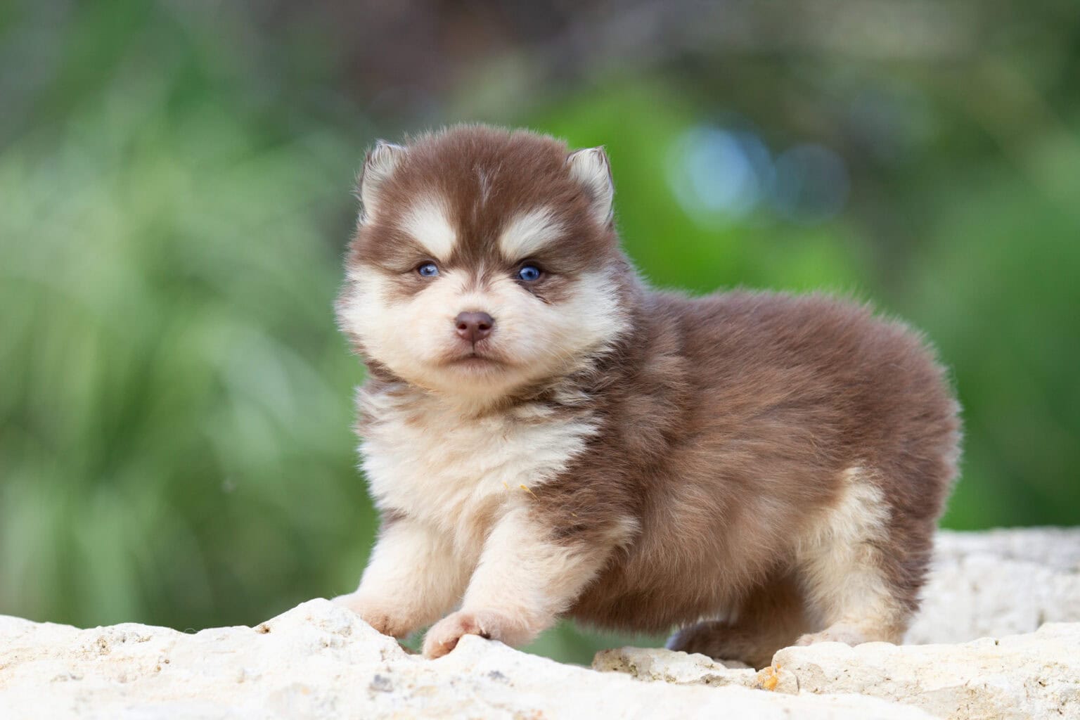 Le Pomsky F3 - Pomsky de troisième génération, le tout petit