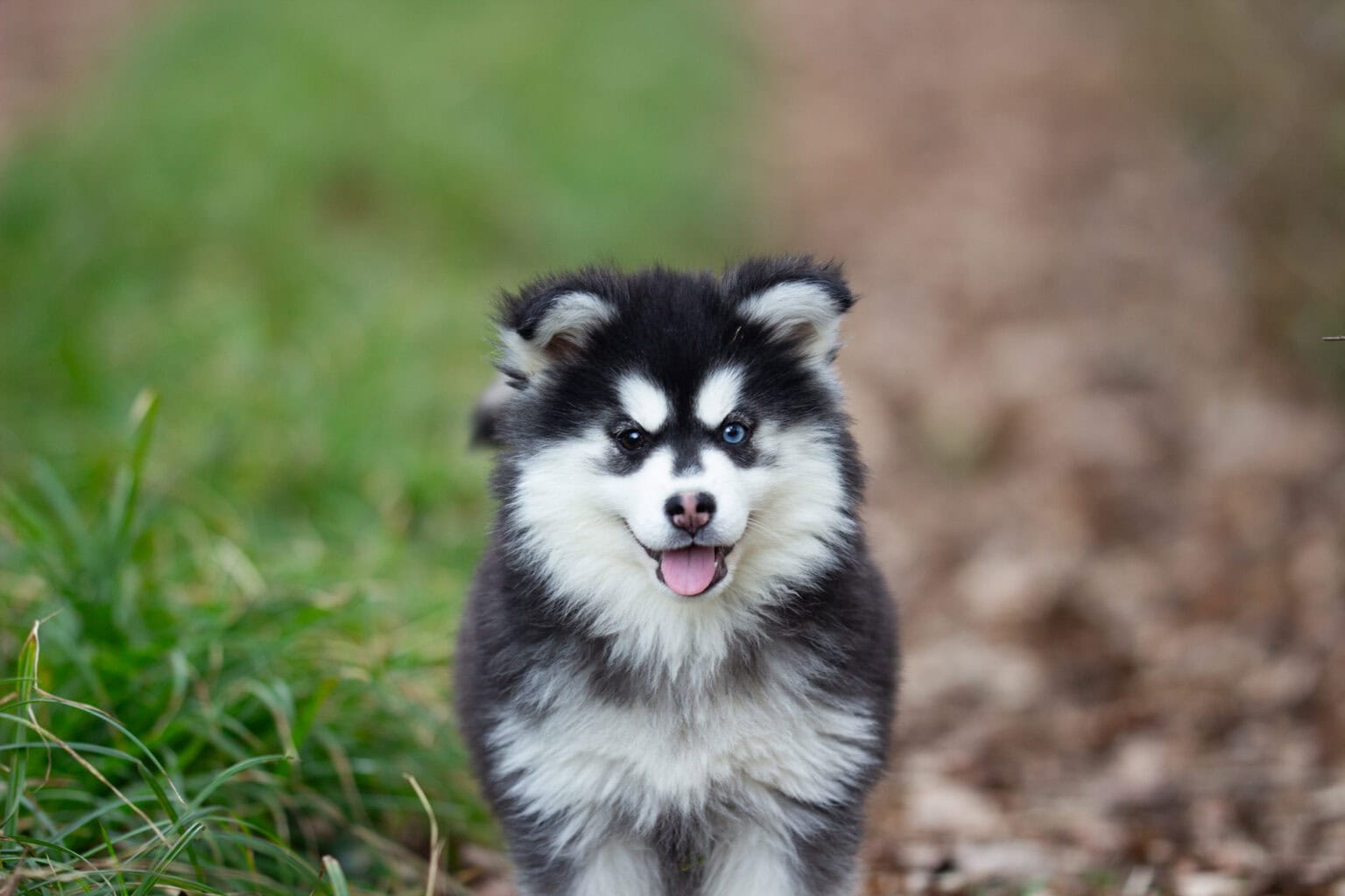 Découvrez Nos Adorables Chiots Pomsky Disponibles