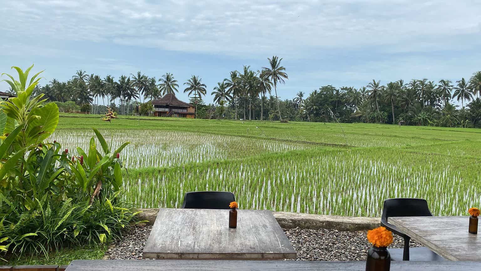 A Review of Ubud, Bali in 2023 - Rui Zhi Dong