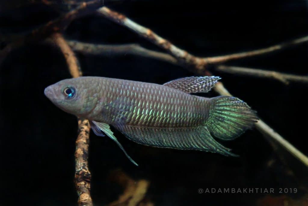 Types & Species Of Wild Bettas By Complex | Wild Aquarist