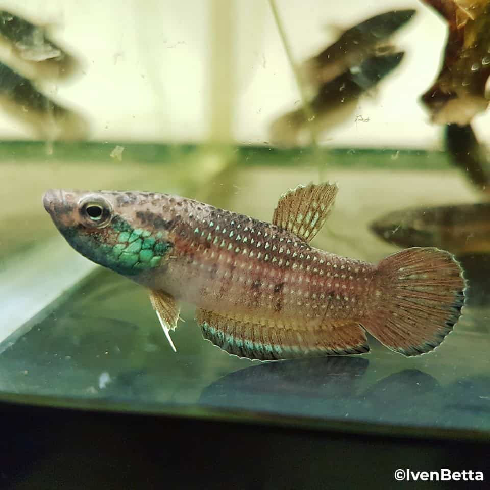 Types & Species Of Wild Bettas By Complex | Wild Aquarist