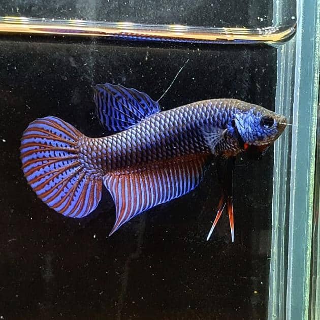 Betta Smaragdina: Definitive Keeping Guide [2023]