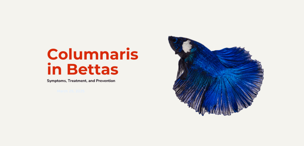 Columnaris (Cotton Wool Disease) In Betta Fish [2023] Guide