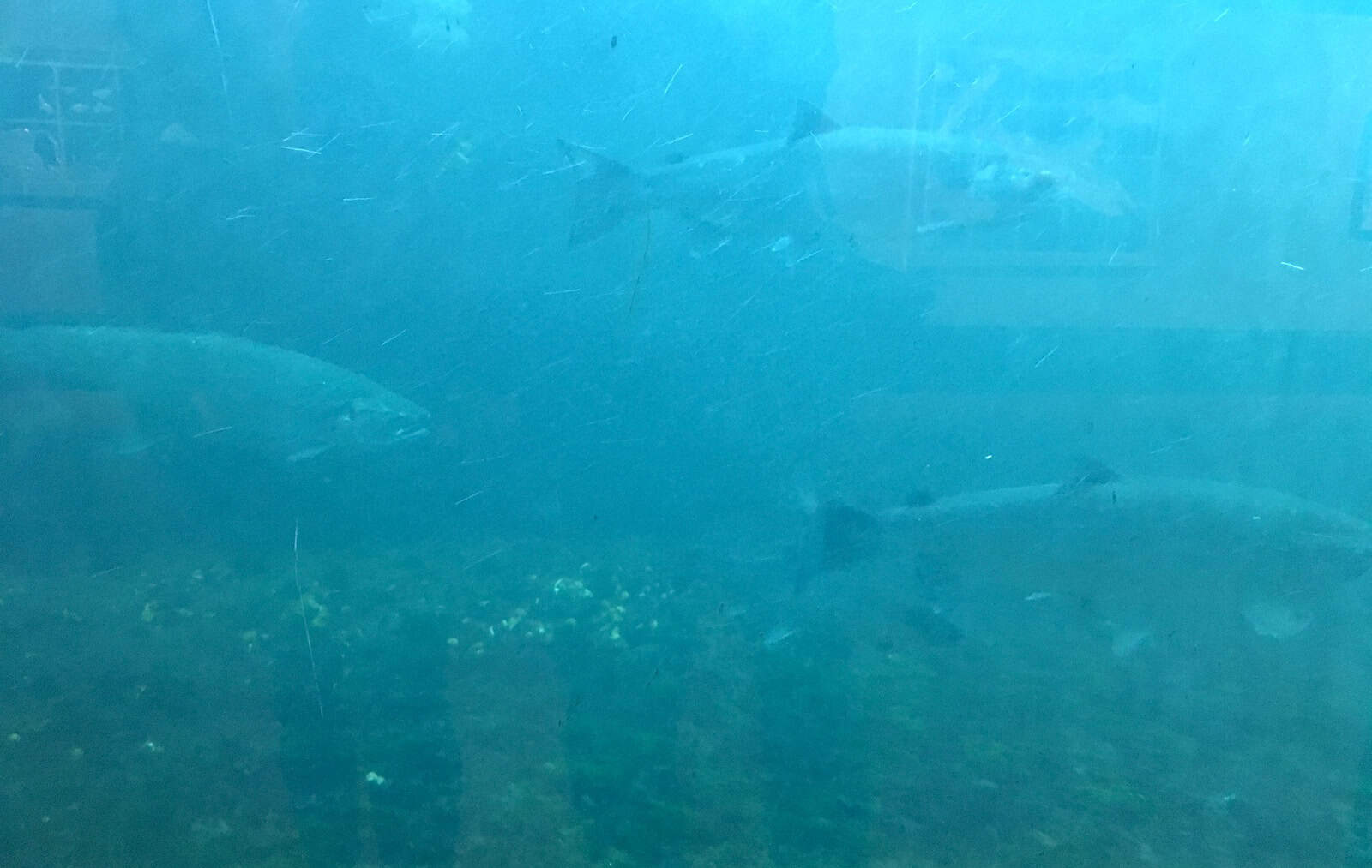 Ballard Locks: A Historic Lock System in Seattle with a Fish Ladder