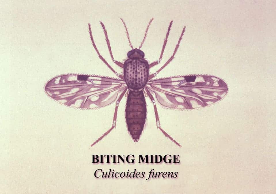 How to Avoid Midges in Scotland - The Complete Guide | Out About Scotland