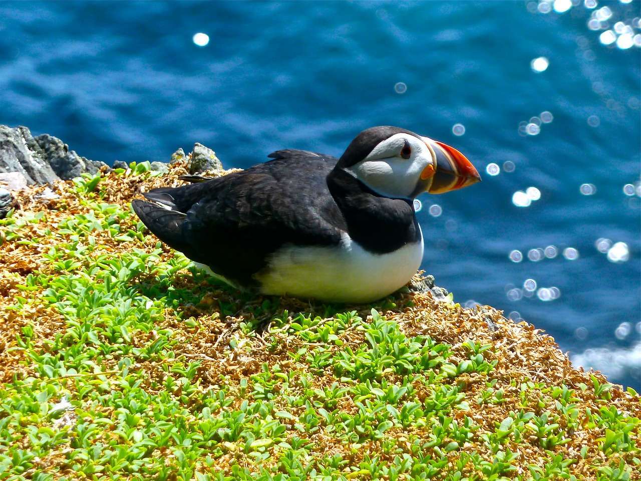 Where To See Puffins in Scotland | Out About Scotland