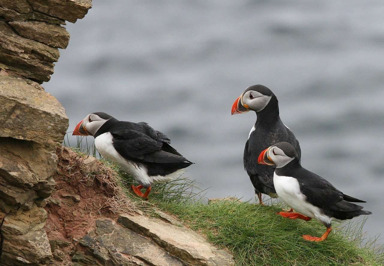 Where To See Puffins in Scotland | Out About Scotland