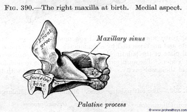 Maxilla - Prohealthsys