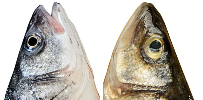 Buying Fresh Fish - Don't Waste Your Money On Last Weeks Catch ...