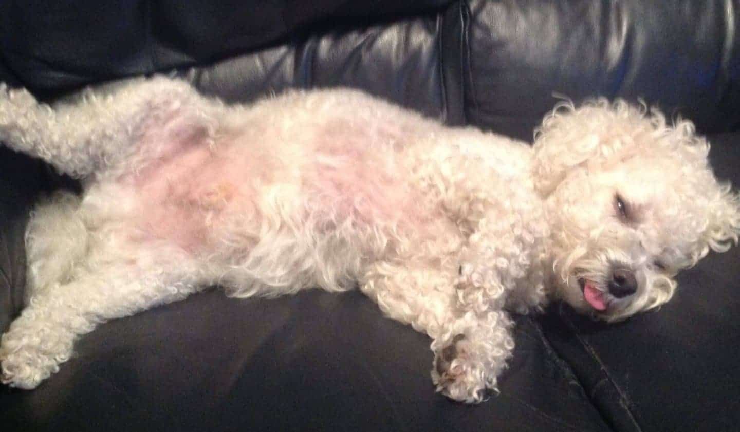 50 Shades of Bichon Dog Photos · The Inspiration Edit
