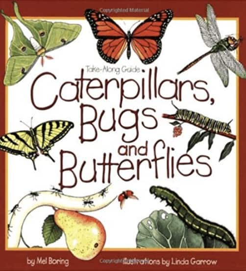 20 Best Children's Caterpillar Books - The Inspiration Edit
