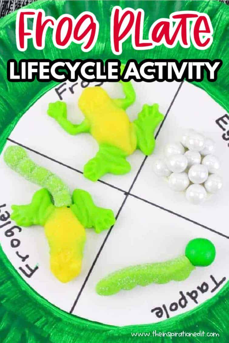 Frog Lifecycle Craft Activity for Kids - The Inspiration Edit