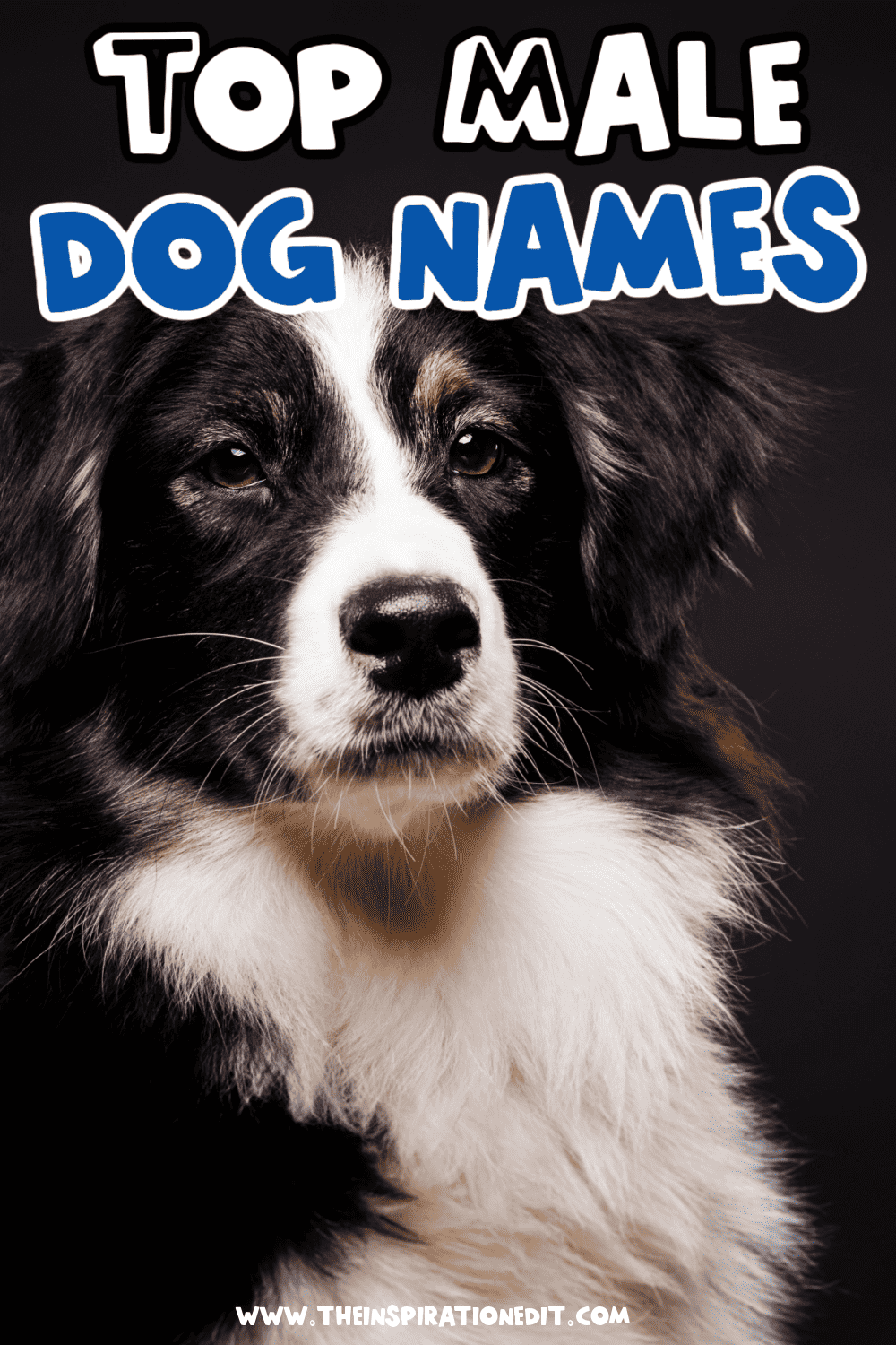 Top Male Dog Names With Meanings · The Inspiration Edit