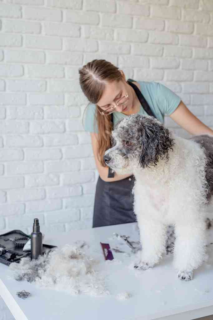 A Guide to Dog Grooming · The Inspiration Edit