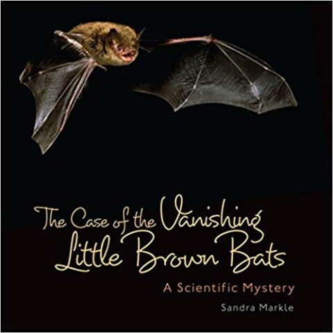 Bat Books to Read With Kids This Halloween | The Inspiration Edit